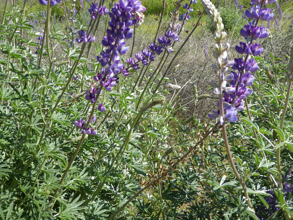 Grape Soda Lupine from Barrett Junction, CA 91917, USA on April 16 ...