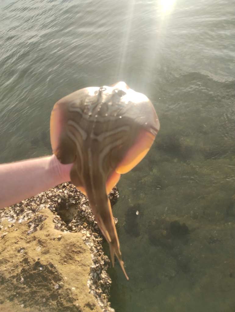 Banjo Ray from Cronulla NSW 2230, Australia on December 27, 2023 at 07: ...