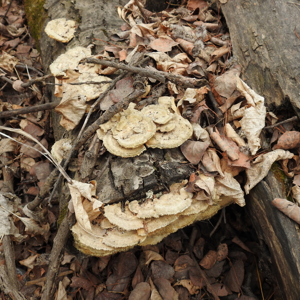 Deer-colored Trametes from Leduc, AB, Canada on April 21, 2024 at 11:44 ...