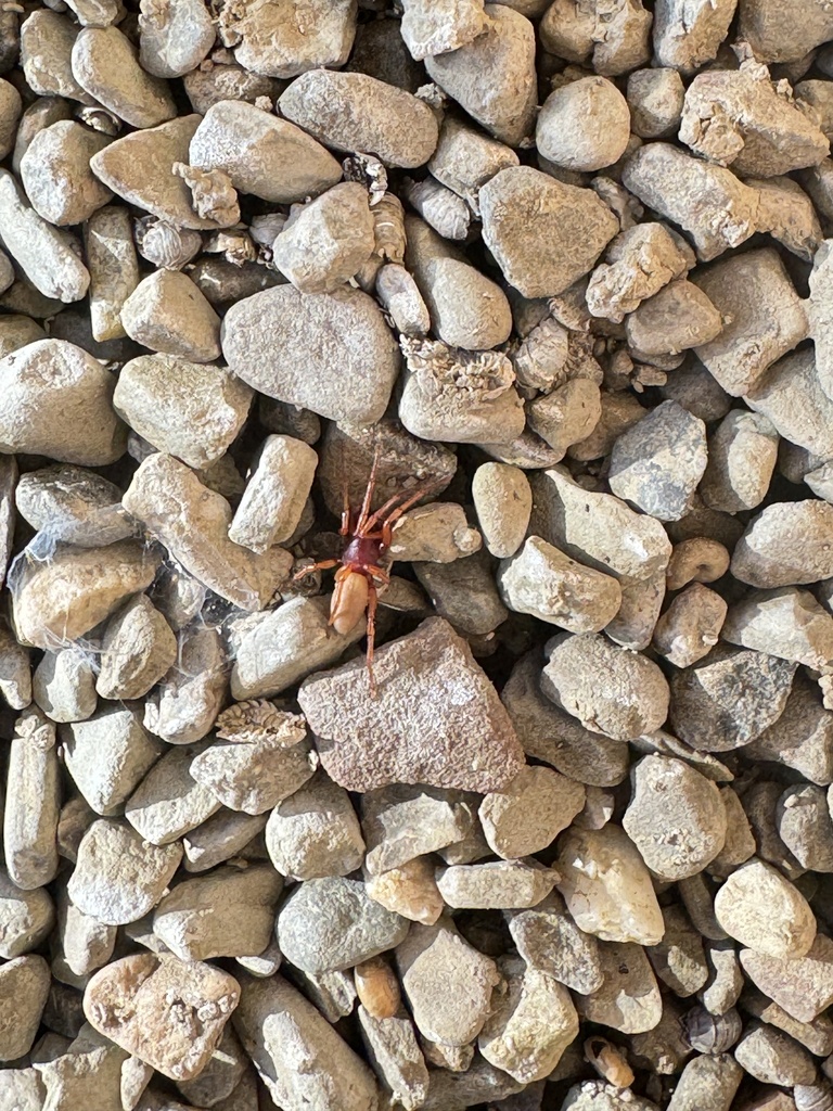 Woodlouse Spider from Headwaters Conservation Park, Erie, PA, US on ...