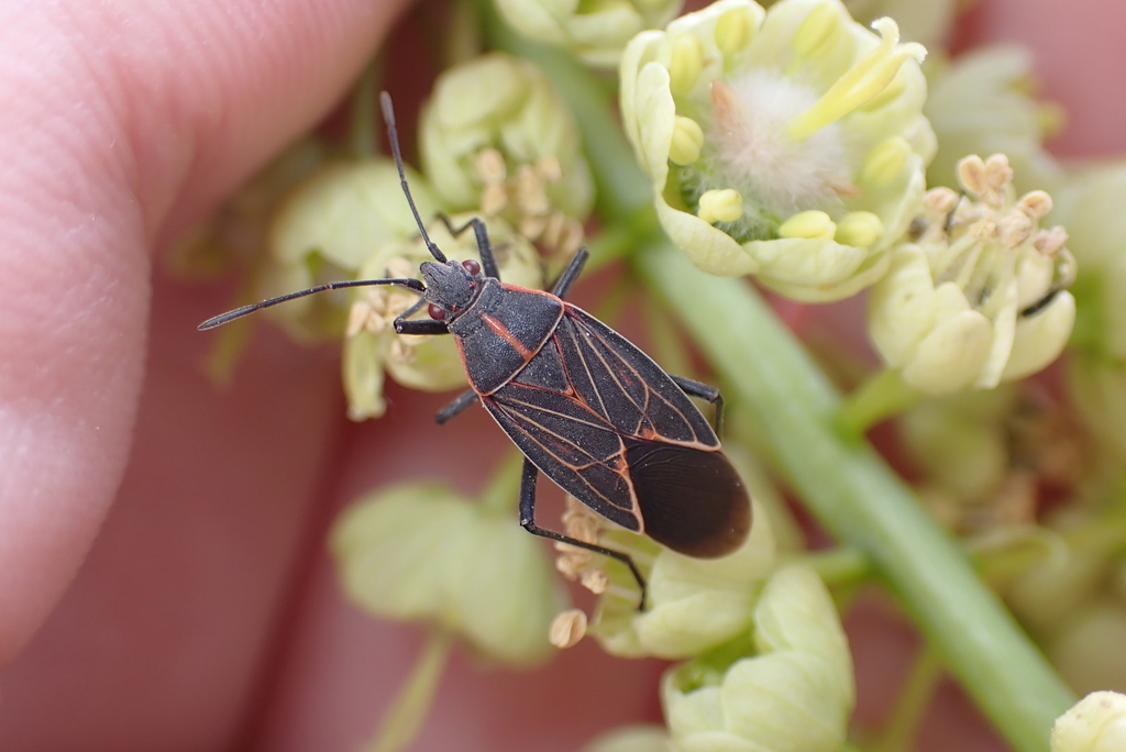 Western Boxelder Bug from Pierce, Washington, United States on April 21 ...