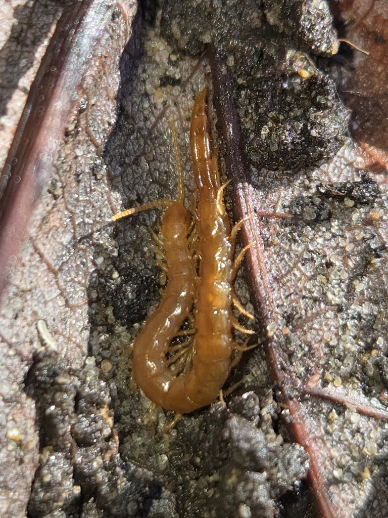 Cryptops from Erie, PA 16507, USA on April 21, 2024 at 04:39 PM by ...