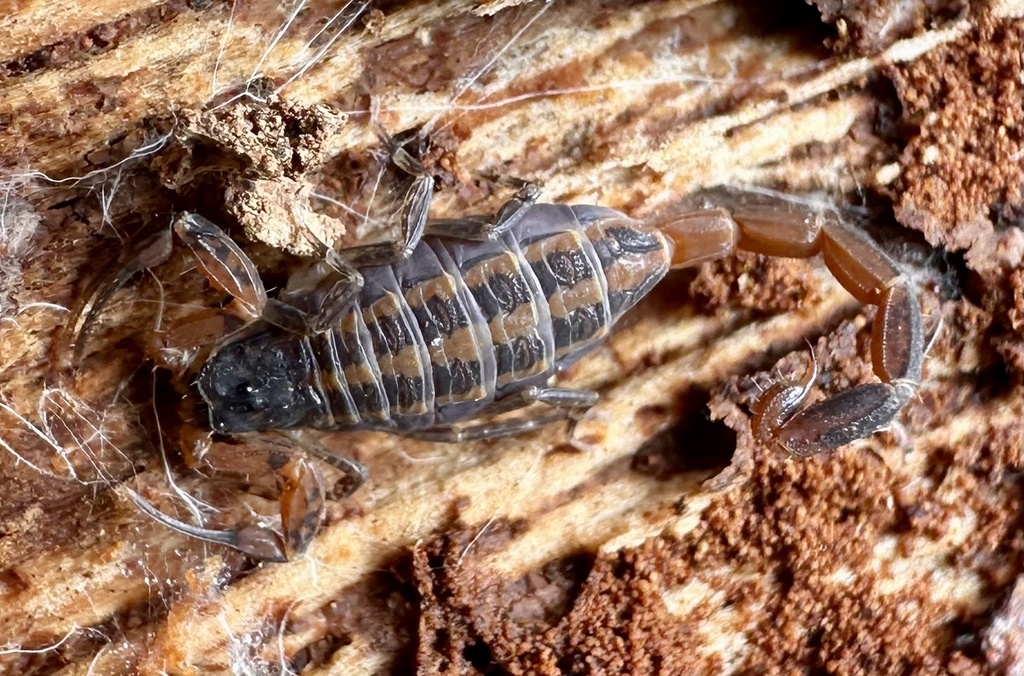 Hentz Striped Scorpion from Ponte Vedra Beach, FL, US on April 21, 2024 ...