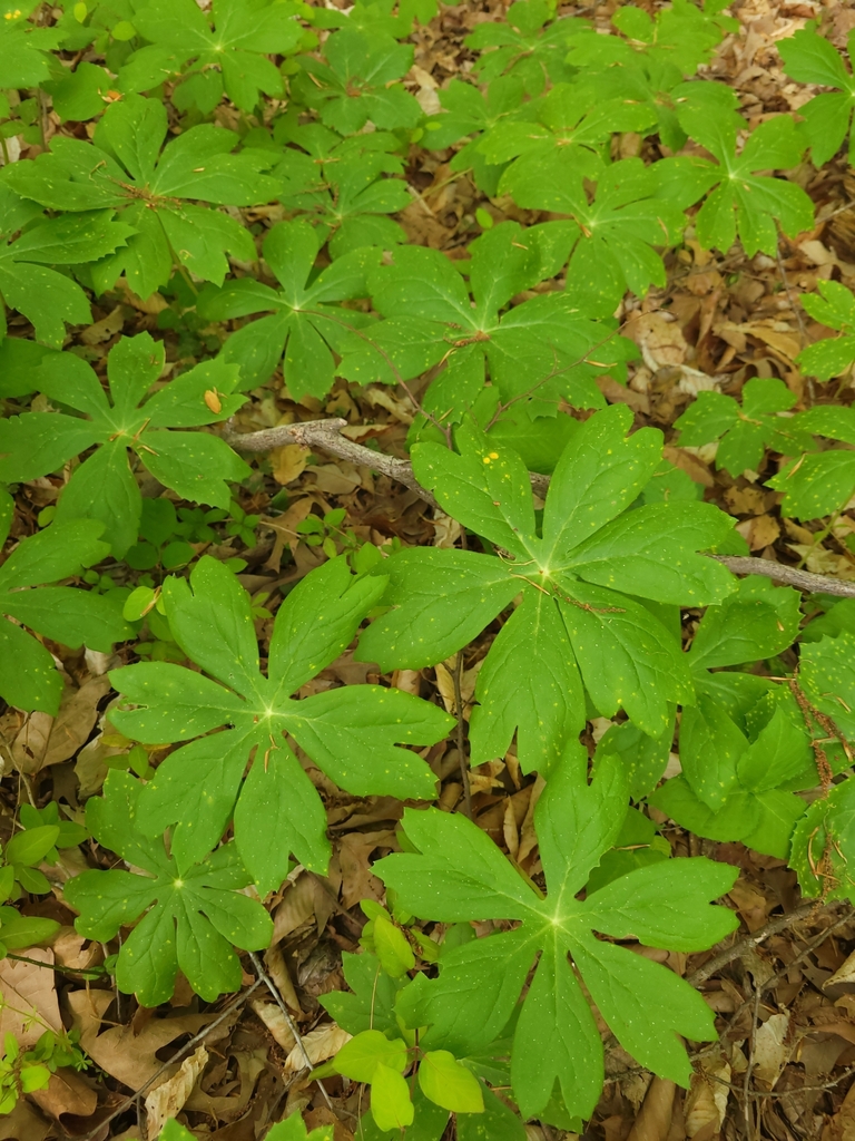 Mayapple Rust from Stafford, VA 22554, USA on April 21, 2024 at 04:17 ...