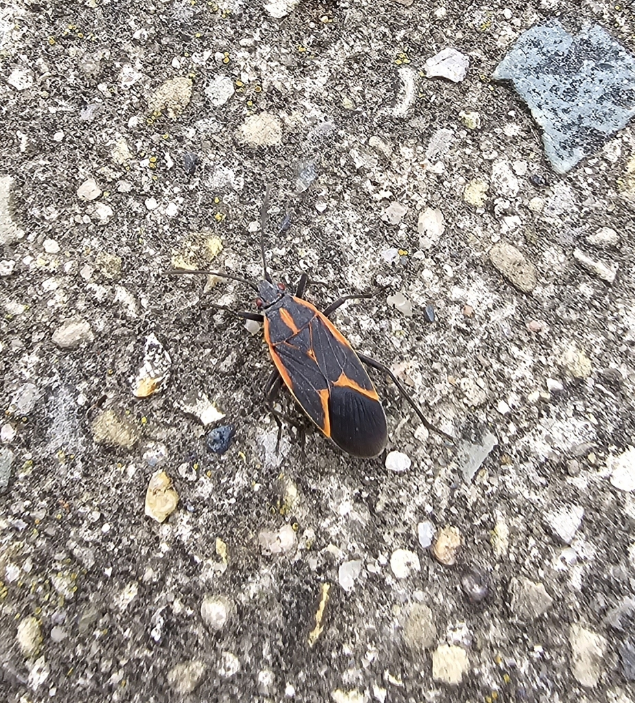 Eastern Boxelder Bug from Delaware Trails, Indianapolis, IN, USA on ...