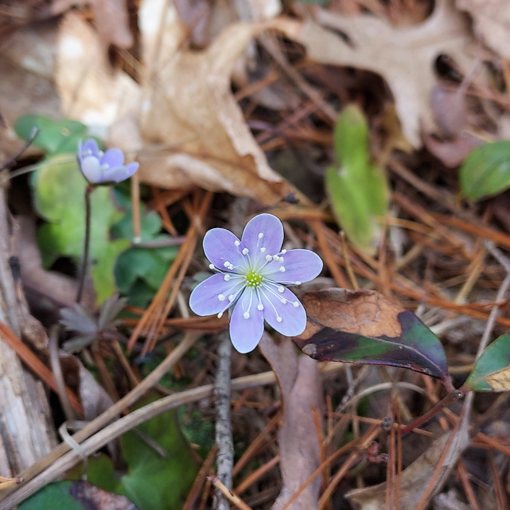 round-lobed hepatica from Oscoda, MI 48750, USA on April 21, 2024 at 02 ...