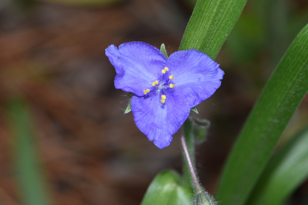 Hairyflower Spiderwort from Spring, TX 77373, USA on April 21, 2024 at ...