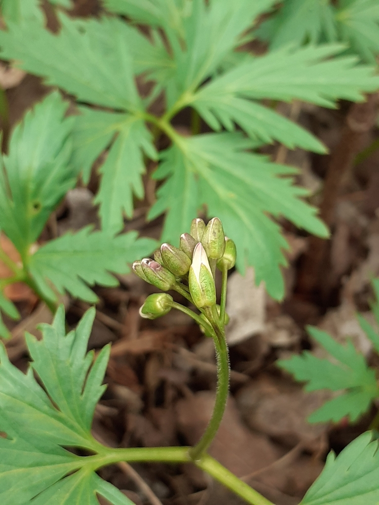 large toothwort in April 2024 by Bluee · iNaturalist