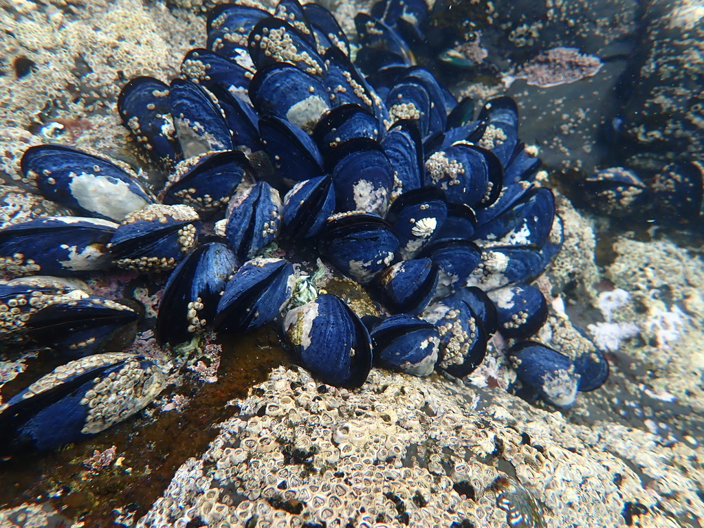 Black Mussels from Harris Bay, Christchurch, Canterbury, NZ on April 21 ...