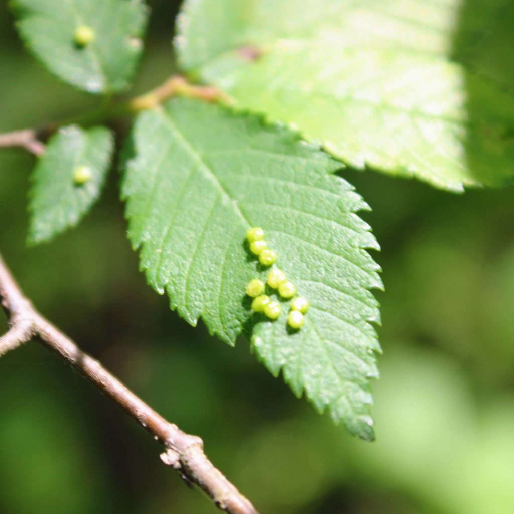 Elm Leaf Gall Mite from Conway, AR, USA on April 21, 2024 at 03:17 PM ...