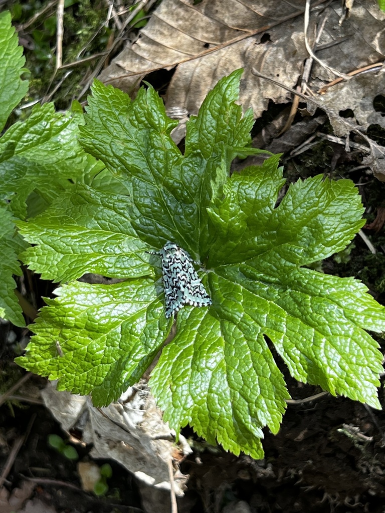 Feralia from Spokane, WA, US on April 21, 2024 at 02:19 PM by ...