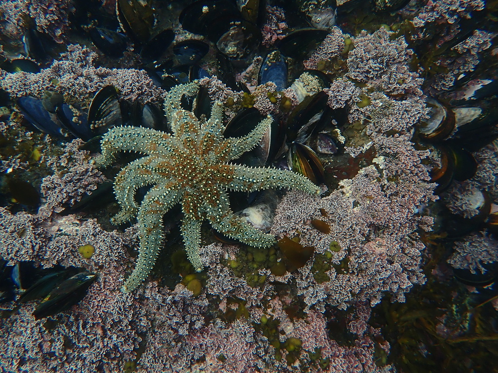 Eleven-armed Sea Star from Harris Bay, Christchurch, Canterbury, NZ on ...