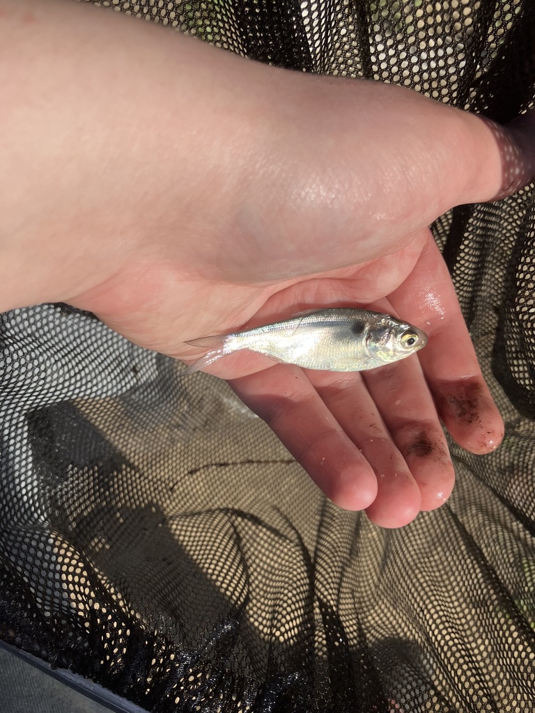 American Gizzard Shad from Minnesota Valley National Wildlife Refuge ...