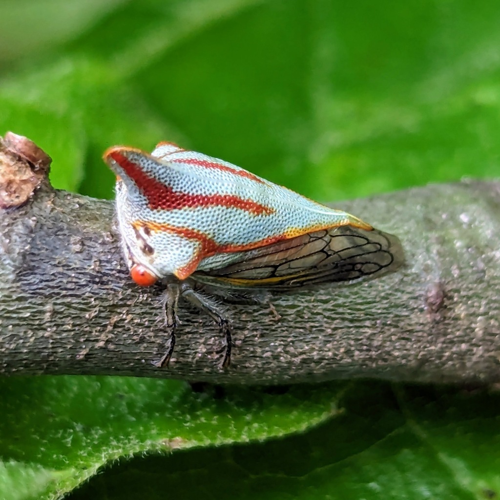 Oak Treehopper from Conway, AR, USA on April 21, 2024 at 04:14 PM by ...
