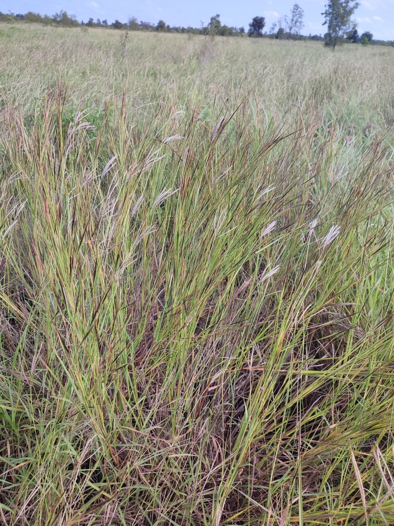 tanglehead from Kianga QLD 4718, Australia on April 22, 2024 at 09:47 ...