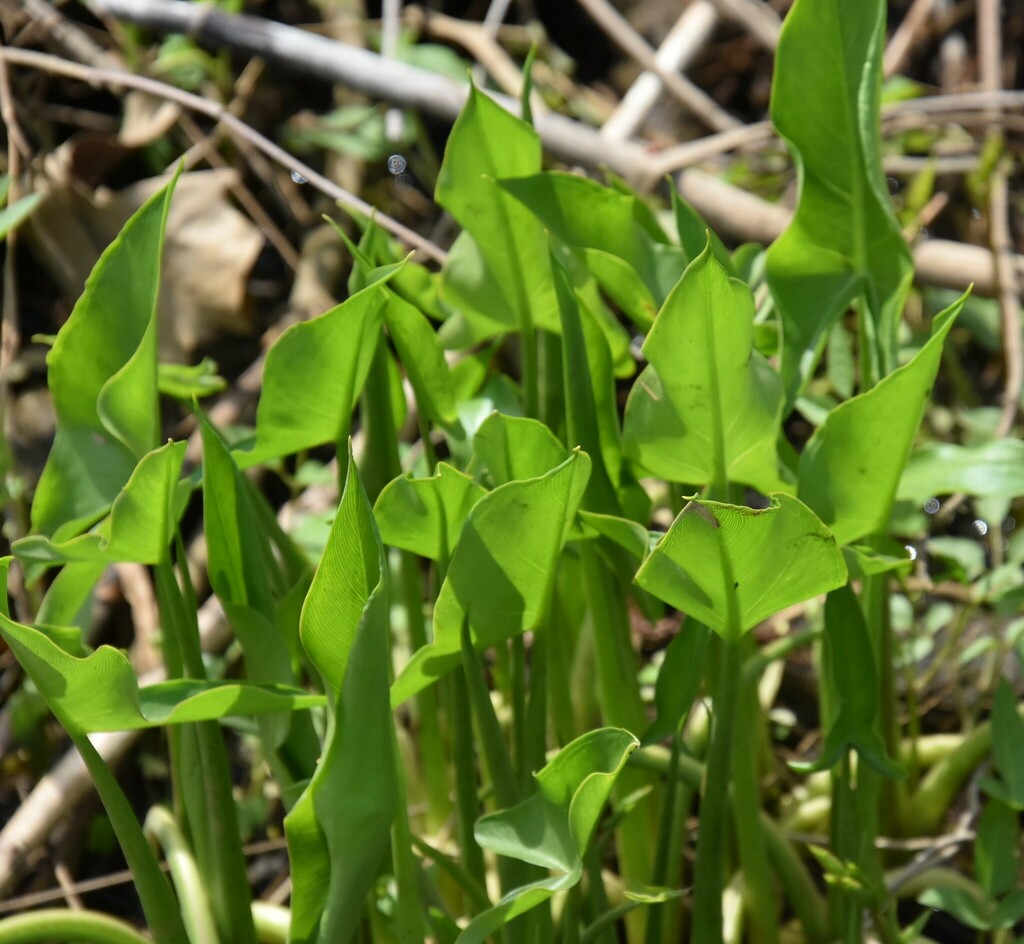 Green Arrow Arum from Northeast Washington, Washington, DC, USA on ...