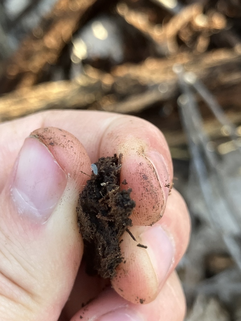 Moss Springtail from Minnesota Valley National Wildlife Refuge ...