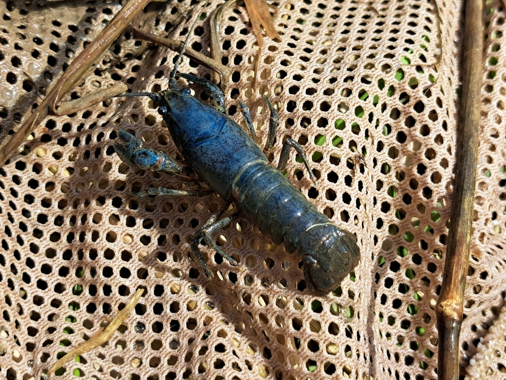 Northern Clearwater Crayfish from Brant, CA-ON, CA on April 21, 2024 at ...