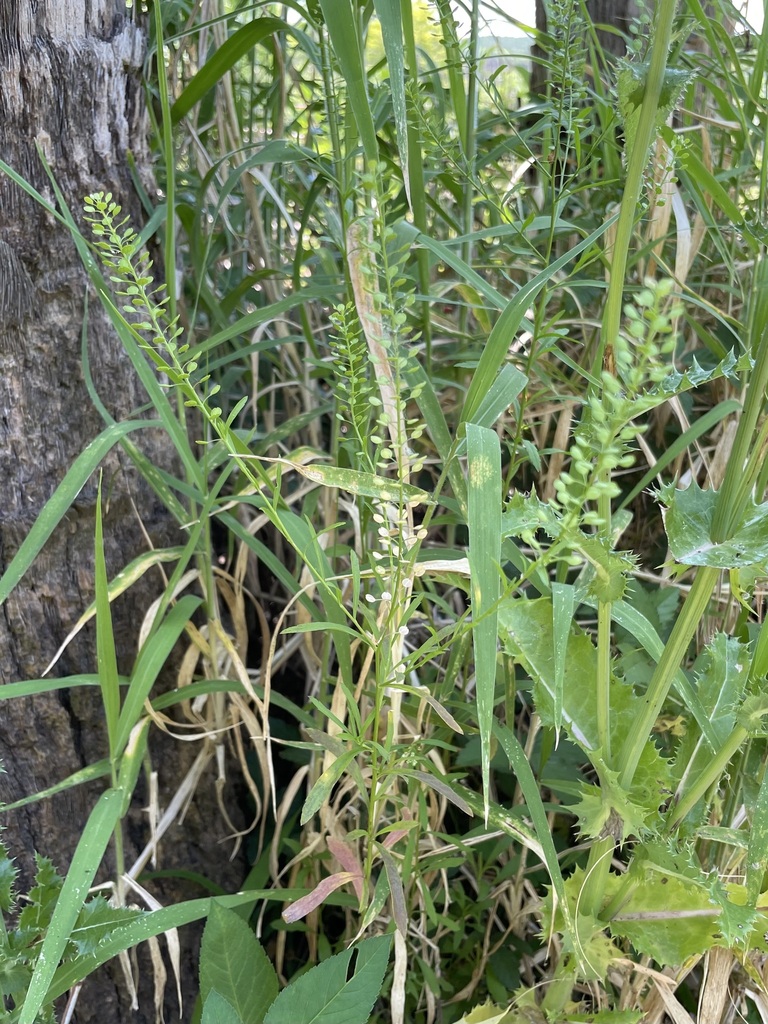 Virginia pepperweed from Seminole County, FL, USA on April 20, 2024 at ...