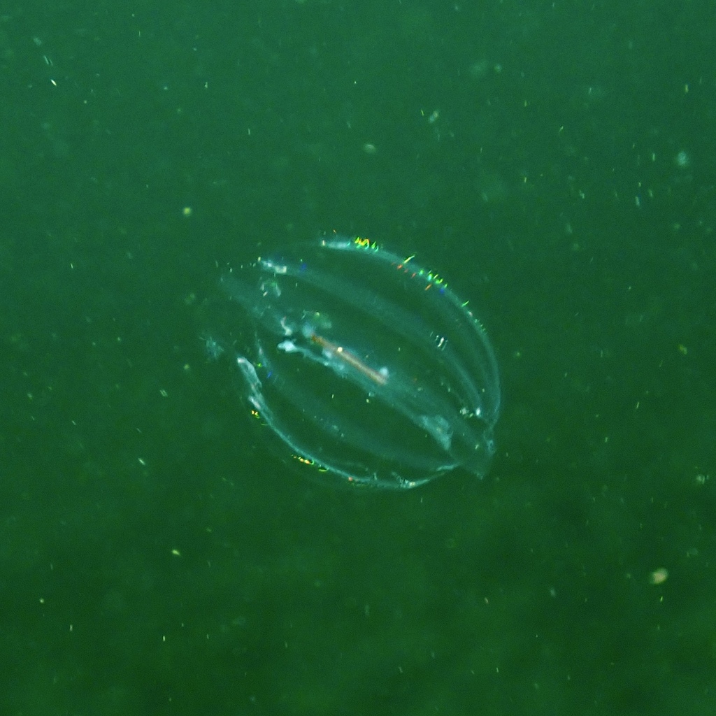 Pacific Sea Gooseberry from Vallecitos Point, La Jolla Submarine Canyon ...