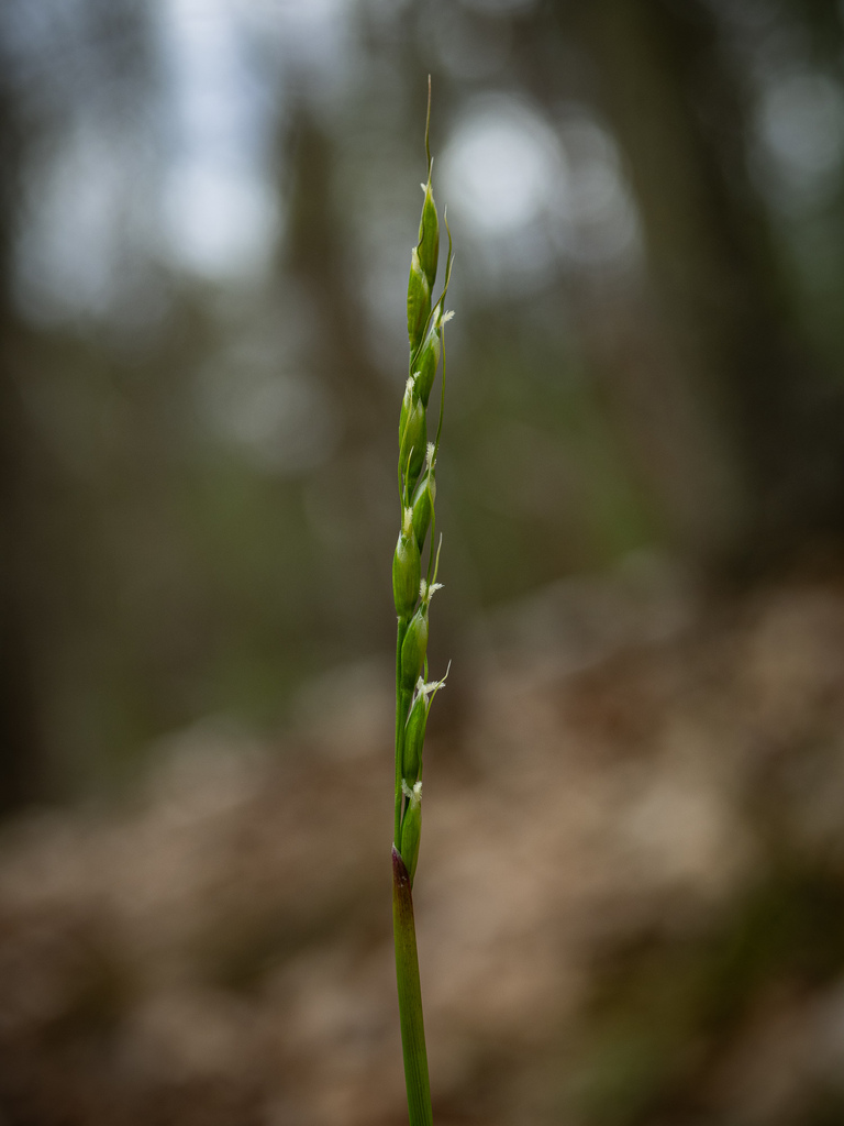 White-grained Mountain-ricegrass from Athol, MA, USA on April 21, 2024 ...