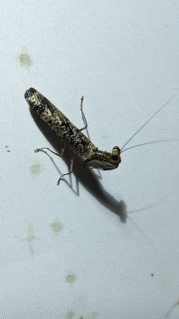 Astyliasula phyllopus from Danum Valley on April 15, 2024 at 09:10 PM ...