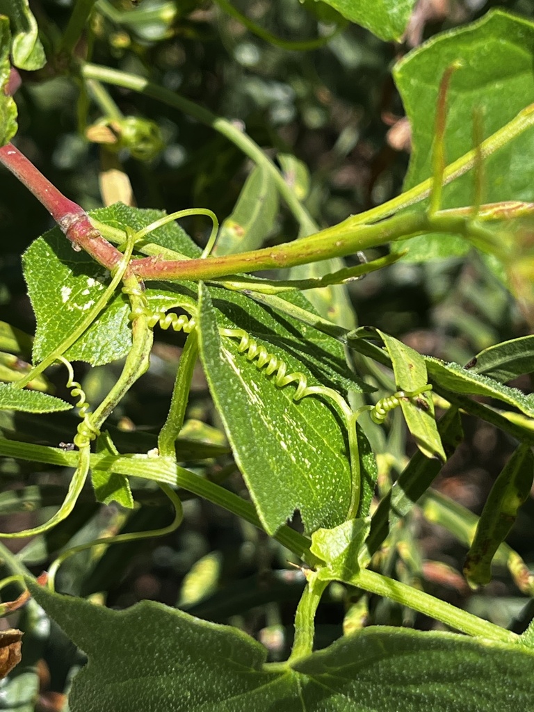 Man-roots from Port Costa, CA, US on April 21, 2024 at 12:52 PM by ...
