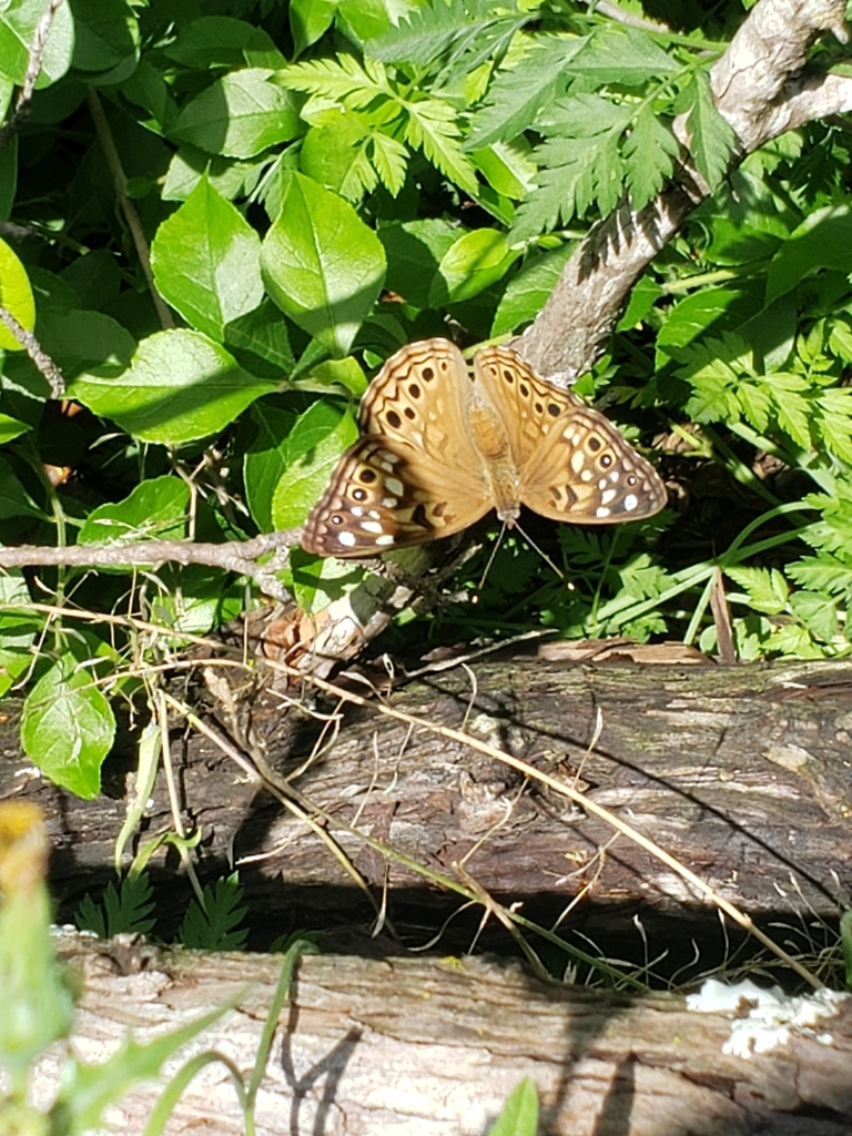 Hackberry Emperor from 12737, Dripping Springs, TX 78620, USA on April ...