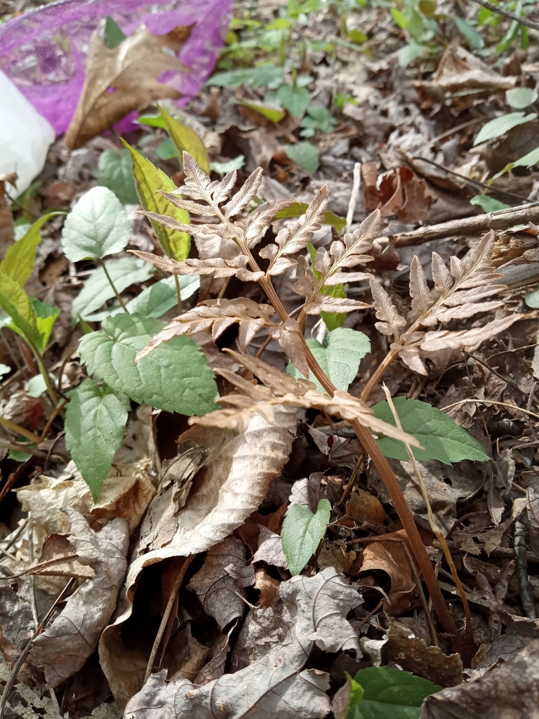 bronze fern from Vanderbilt, PA 15486, USA on April 21, 2024 at 04:19 ...
