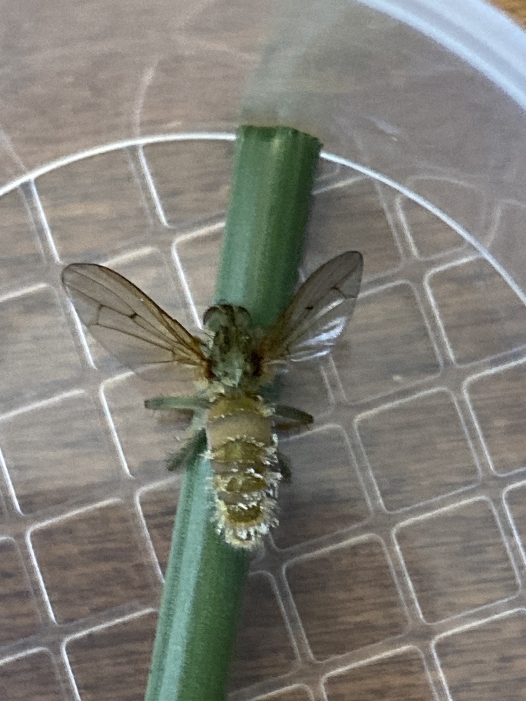 Fly Death Fungi from Eureka on April 21, 2024 at 05:20 PM by Kevin ...