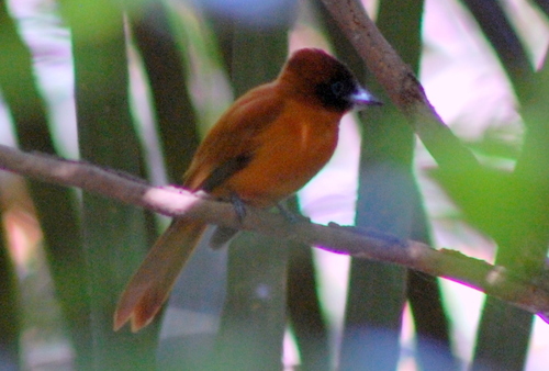 Subspecies Terpsiphone rufiventer rufiventer · iNaturalist