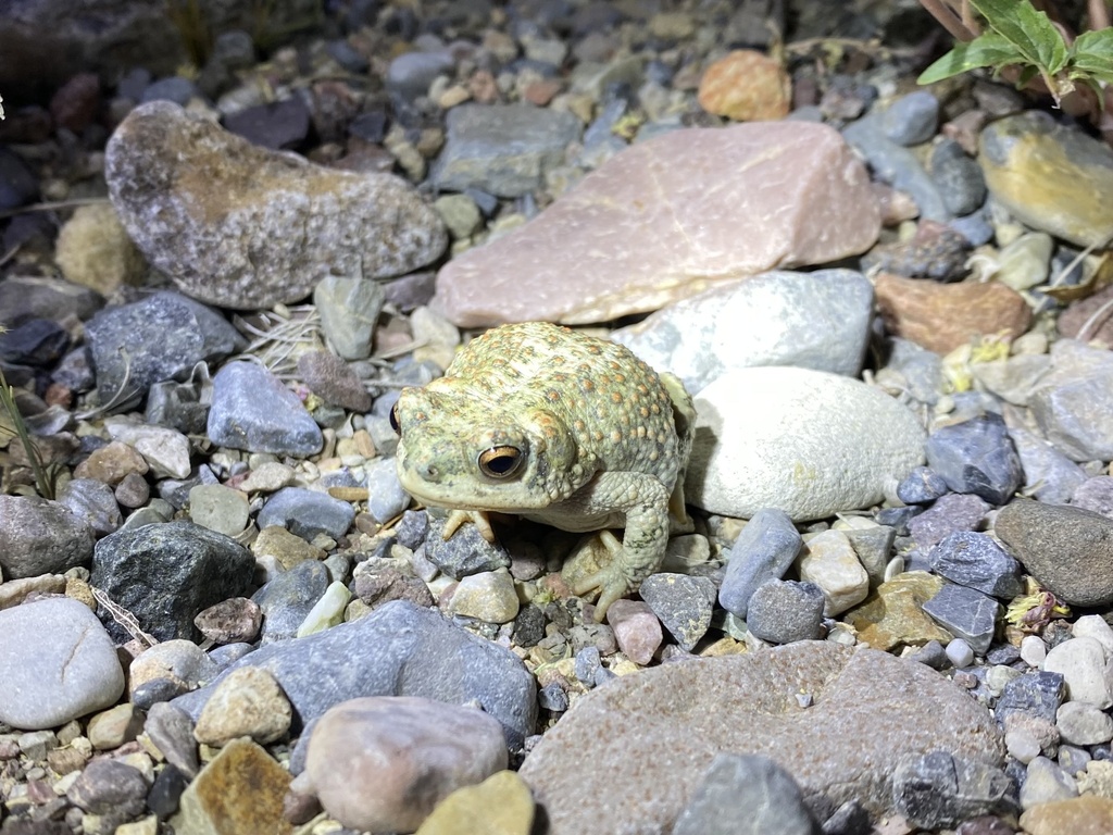 Red-spotted Toad in April 2024 by Spike Pike · iNaturalist