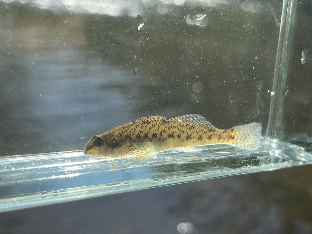 Tessellated Darter in April 2024 by henry_dennison · iNaturalist