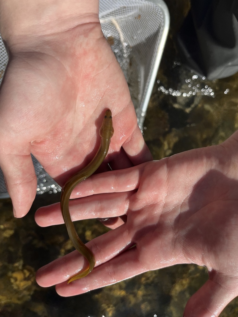 American Eel in April 2024 by henry_dennison · iNaturalist