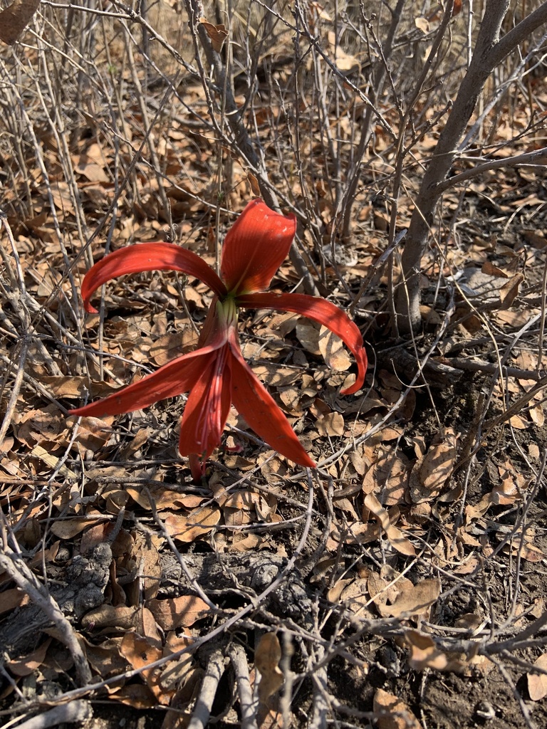 Aztec lilies from Toluca de Lerdo, Edo. Méx., MX on April 20, 2024 at ...