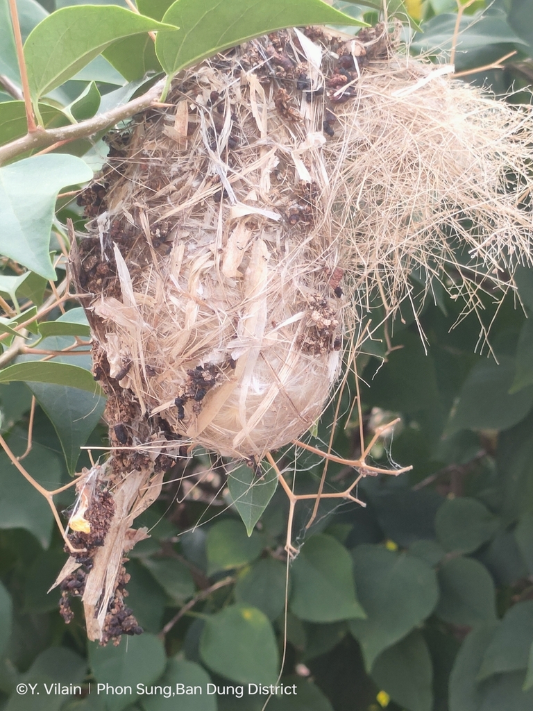 Purple Sunbird from M8P7+GJ4, Phon Sung, Ban Dung District, Udon Thani 41190, Thaïlande on April ...