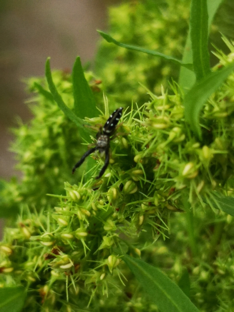 Typical Jumping Spiders in April 2024 by 妖 · iNaturalist