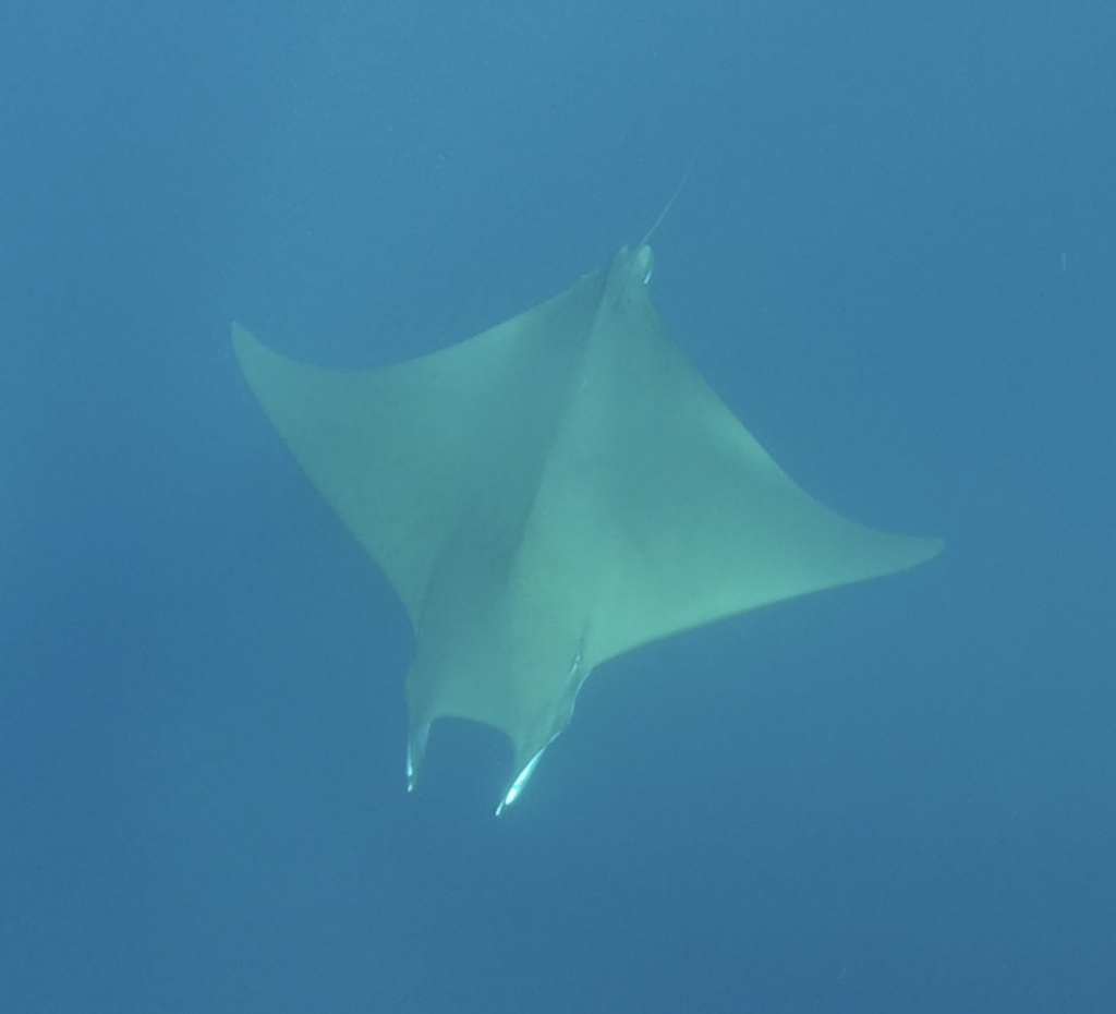 Sicklefin Devil Ray in January 2017 by Rachel Munger · iNaturalist