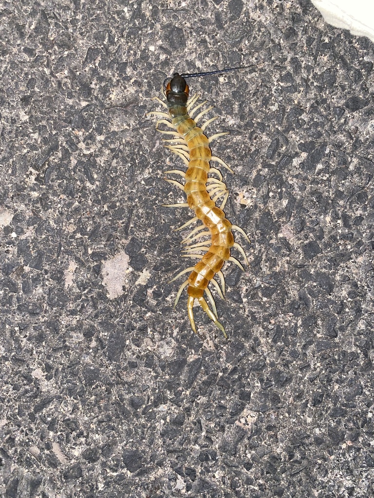 Scolopendra aztecorum from La Paz, B.C.S., MX on April 20, 2024 at 08: ...