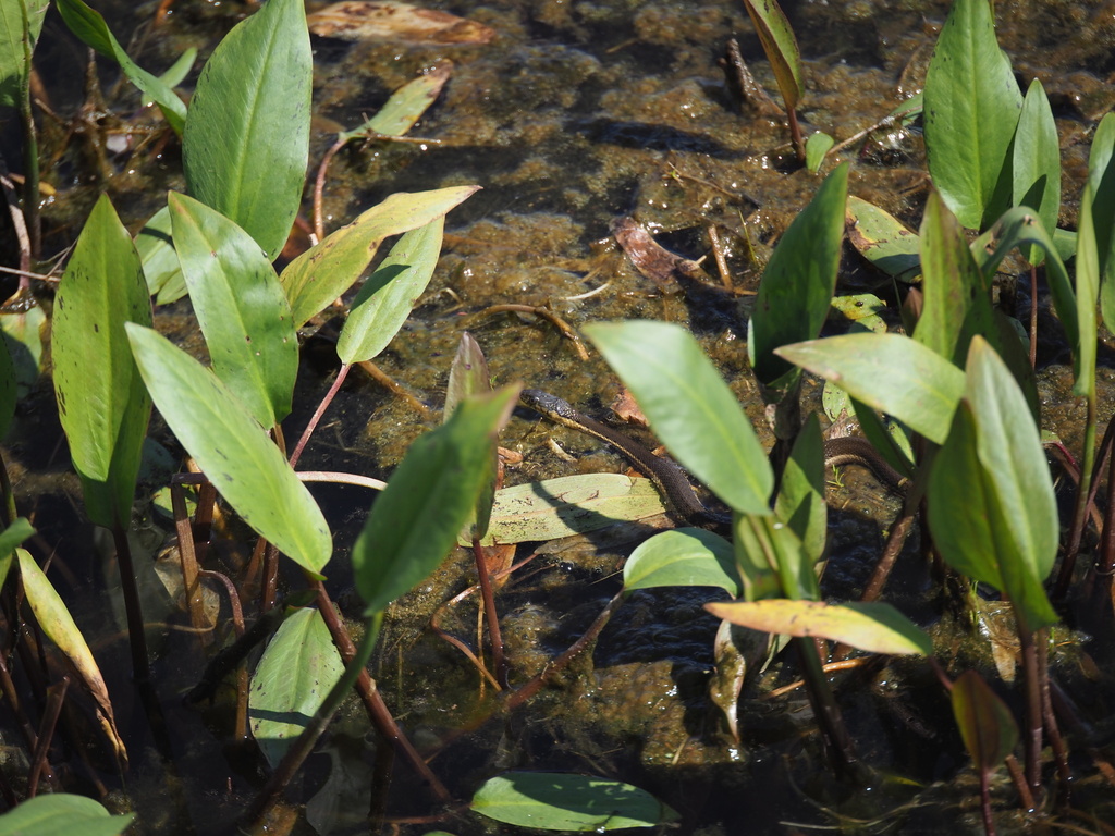 flowering plants from Santa Rosa Plateau Ecological Reserve, Temecula ...