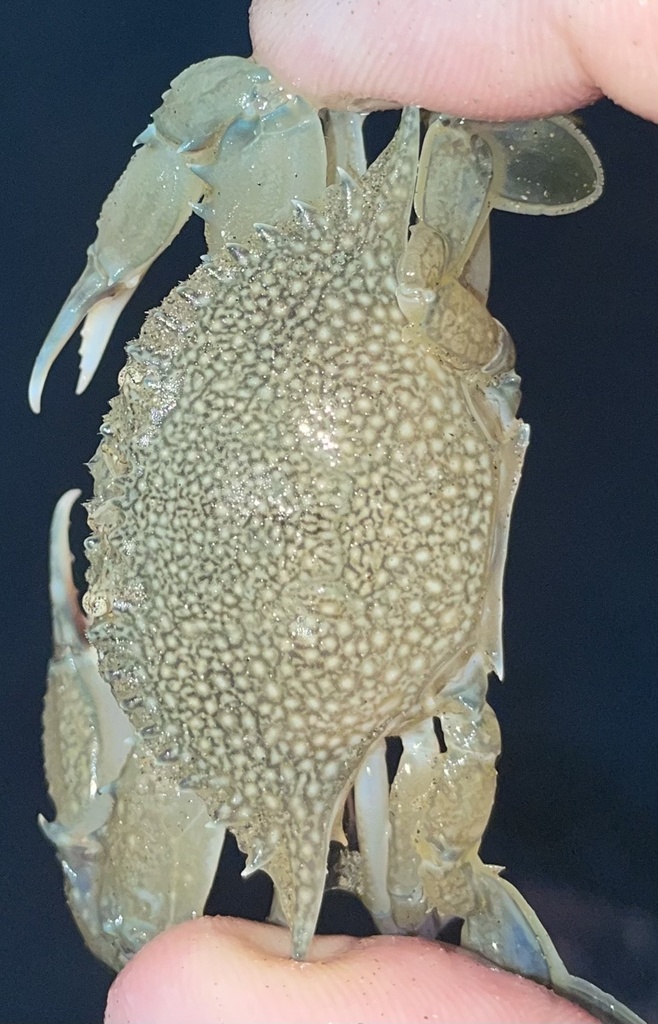 Pacific Speckled Crab from Océano Pacífico, Los Santos, PA on April 19 ...