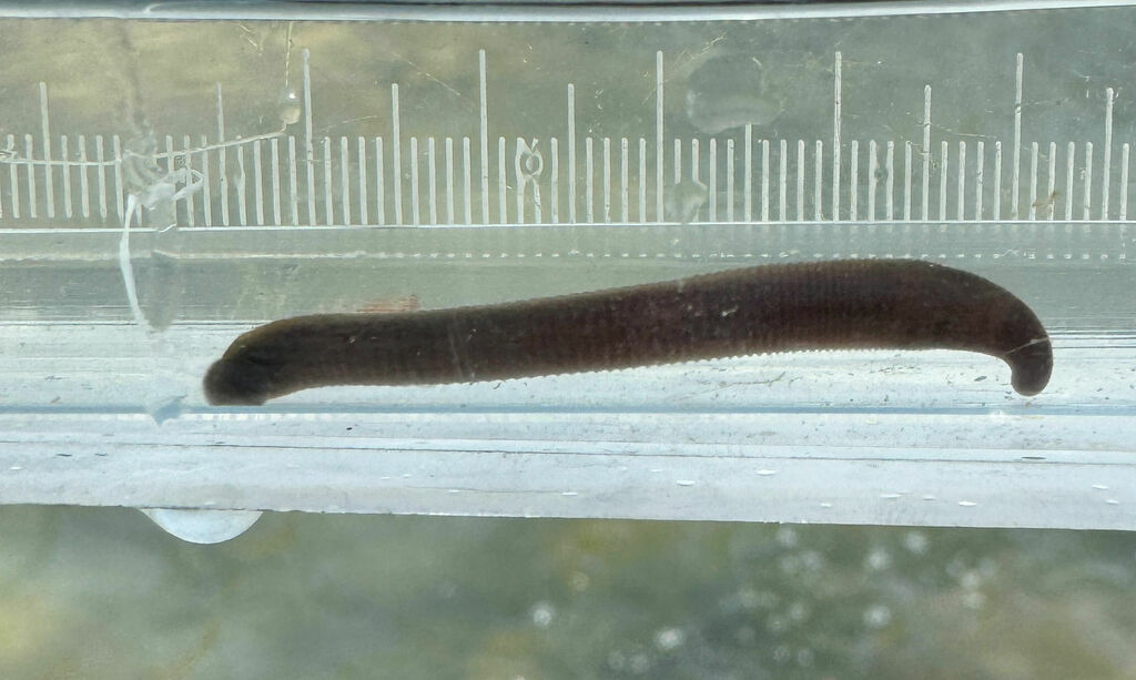 True Leeches in April 2024 by William Hull · iNaturalist