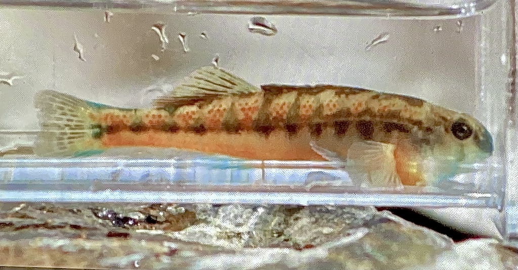 Tennessee Snubnose Darter from Polk County, TN, USA on April 21, 2024 ...