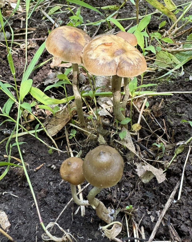 Psychedelic Ovoid Mushroom in April 2024 by kmccabe73 · iNaturalist
