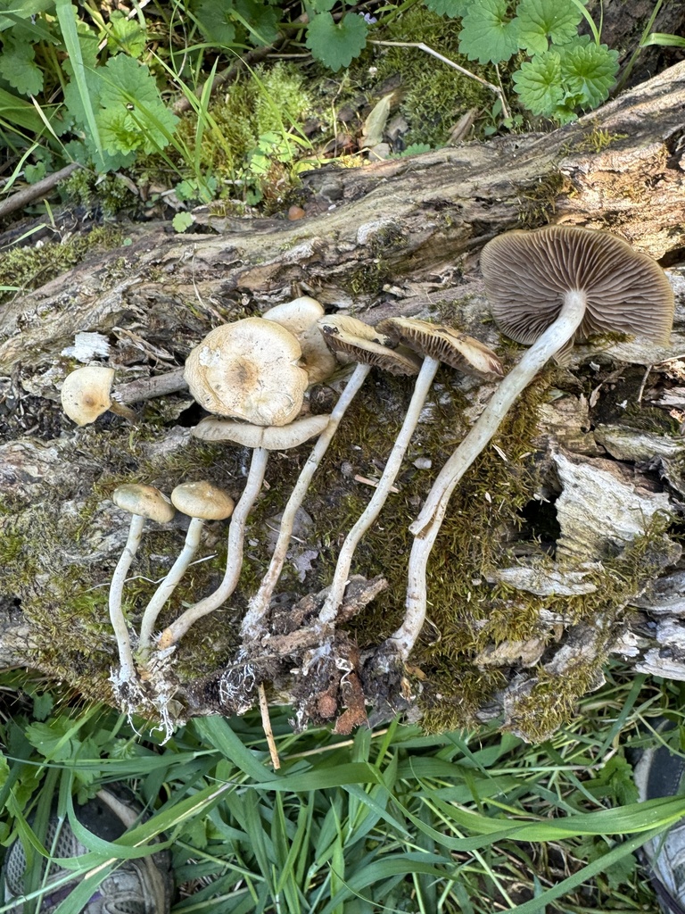 Psychedelic Ovoid Mushroom in April 2024 by kmccabe73 · iNaturalist
