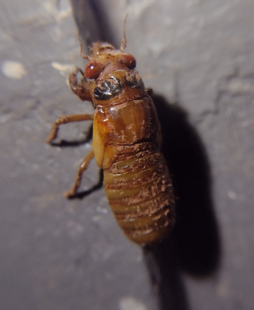 Periodical Cicadas in April 2024 by icopperbug · iNaturalist