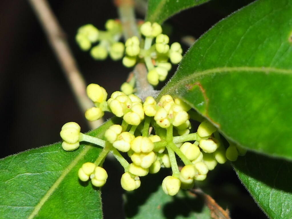 Notelaea longifolia from Sydney NSW, Australia on April 22, 2024 at 08: ...