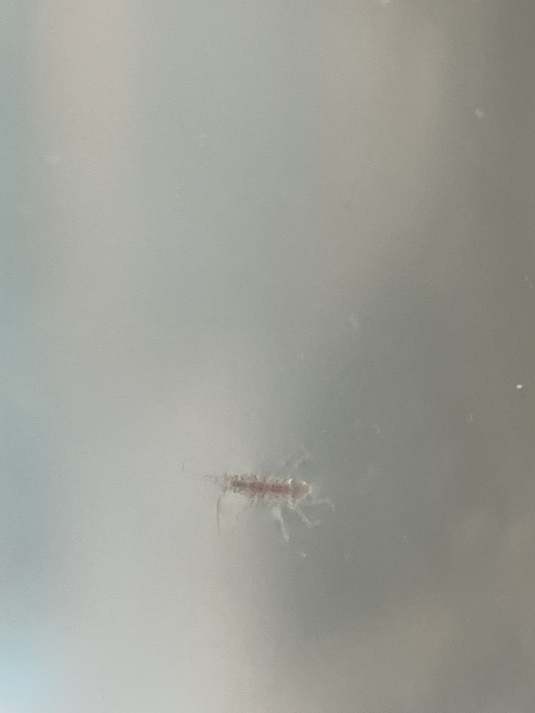 Amphipods from Key Largo, FL, US on October 12, 2023 at 12:26 PM by Max ...