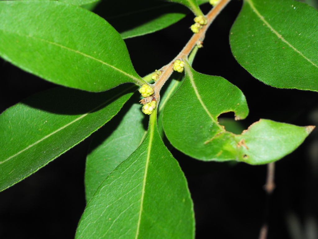 Notelaea longifolia from Sydney NSW, Australia on April 22, 2024 at 08: ...
