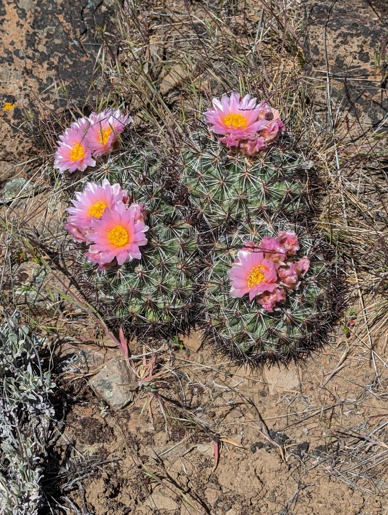 Columbia Plateau Cactus from Spring Basin Wilderness, Wheeler County ...